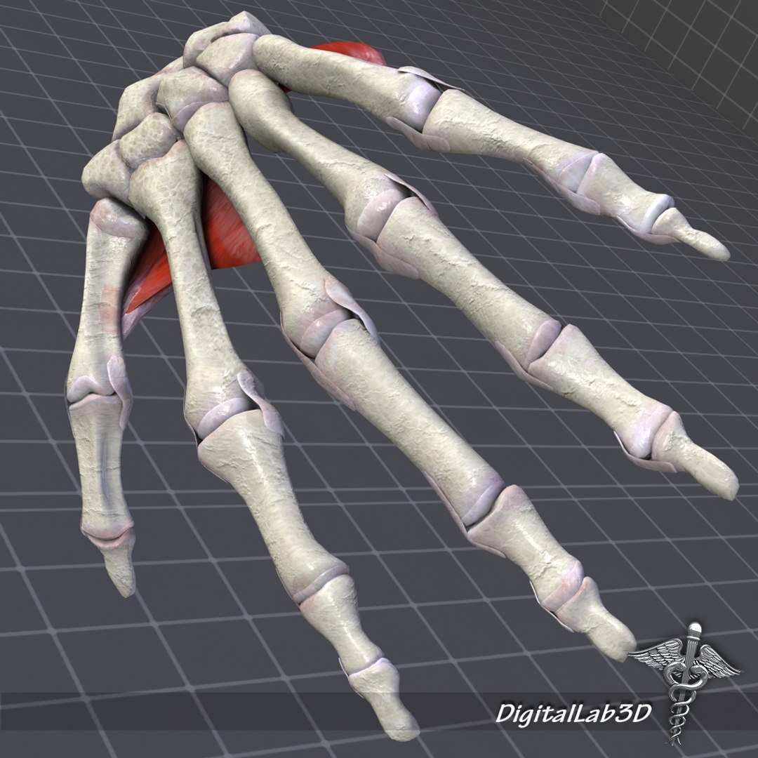 Human Hand 3d Max