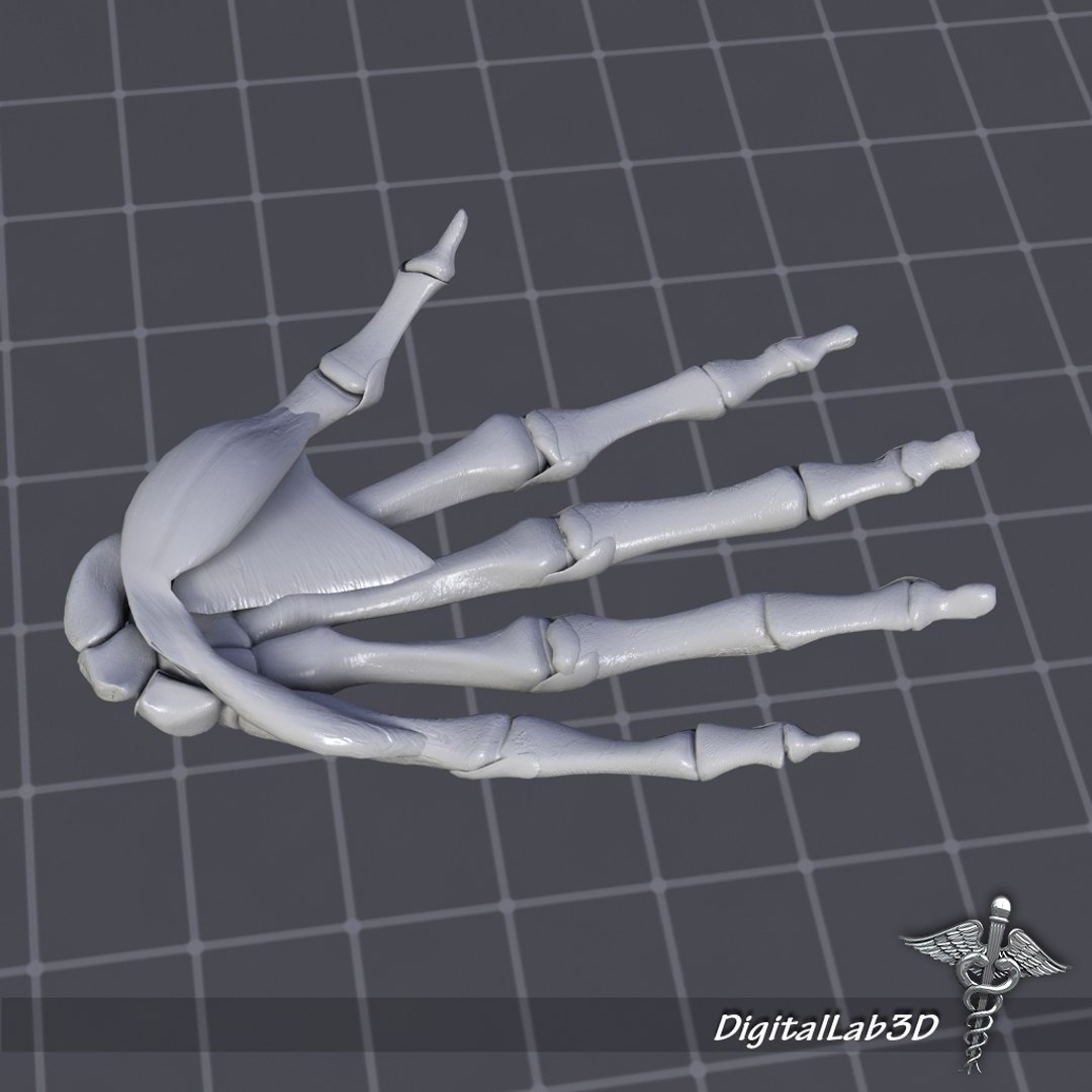 Human Hand 3d Max