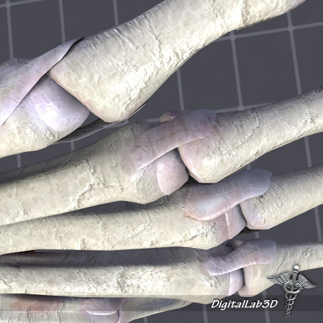 Human Hand 3d Max