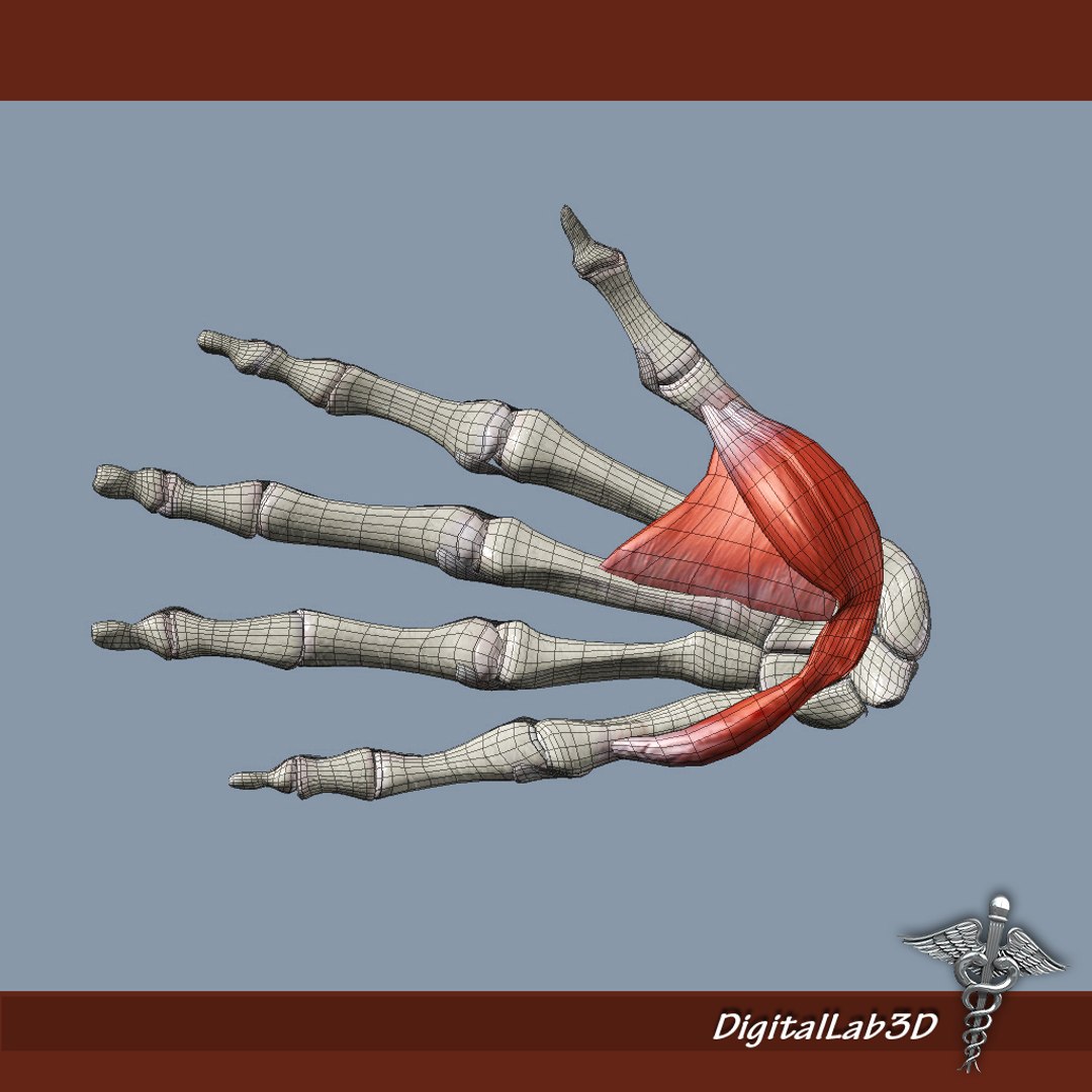 Human Hand 3d Max