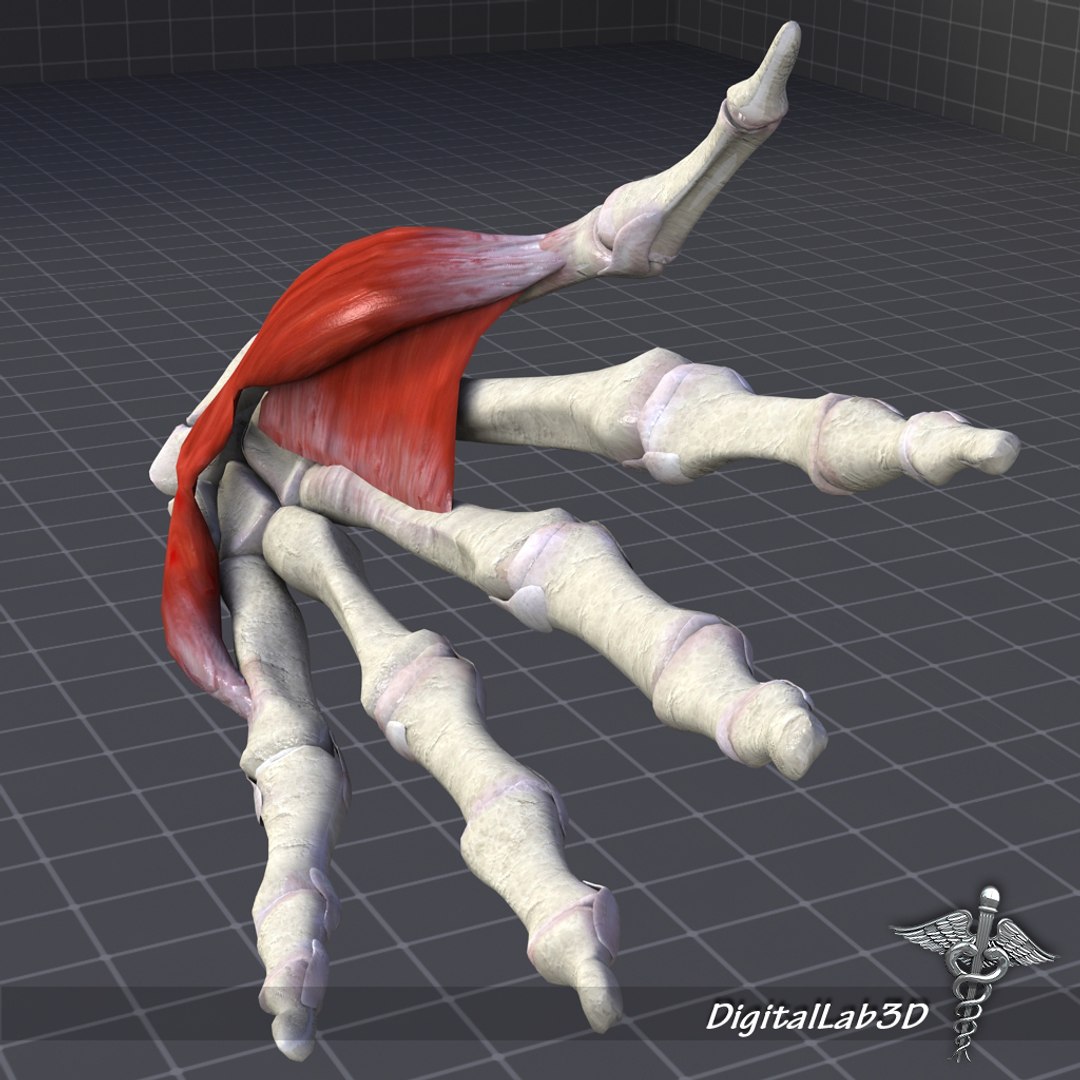 Human Hand 3d Max
