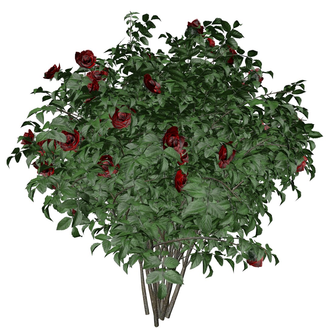 3D Red Rose Bushes Plant Collection - TurboSquid 2378482