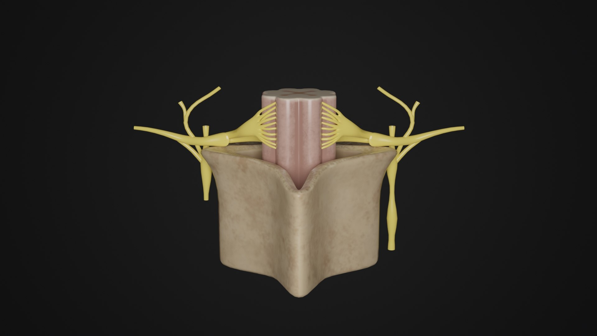 Human Anatomy-Nervous System-Spinal Nerves 3D Model - TurboSquid 2216896