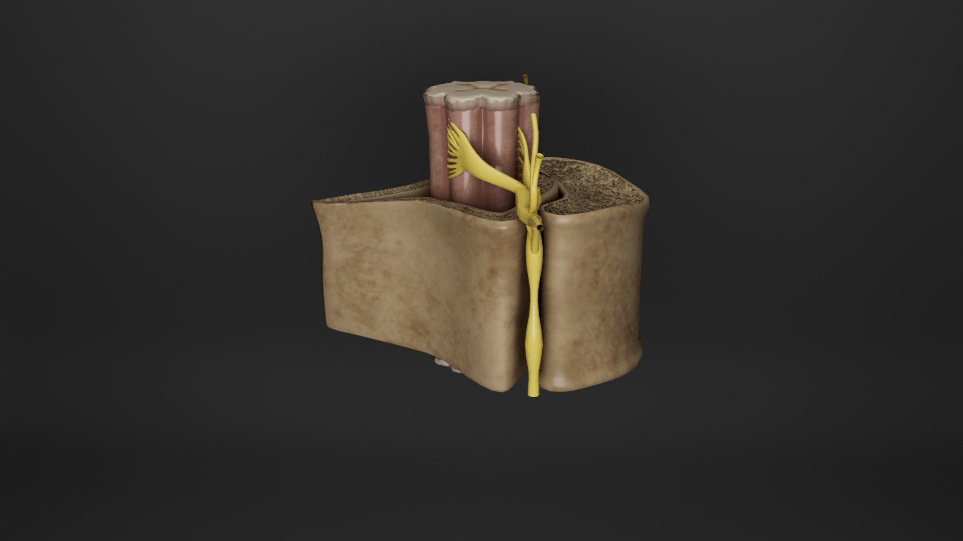 Human Anatomy-Nervous System-Spinal Nerves 3D Model - TurboSquid 2216896