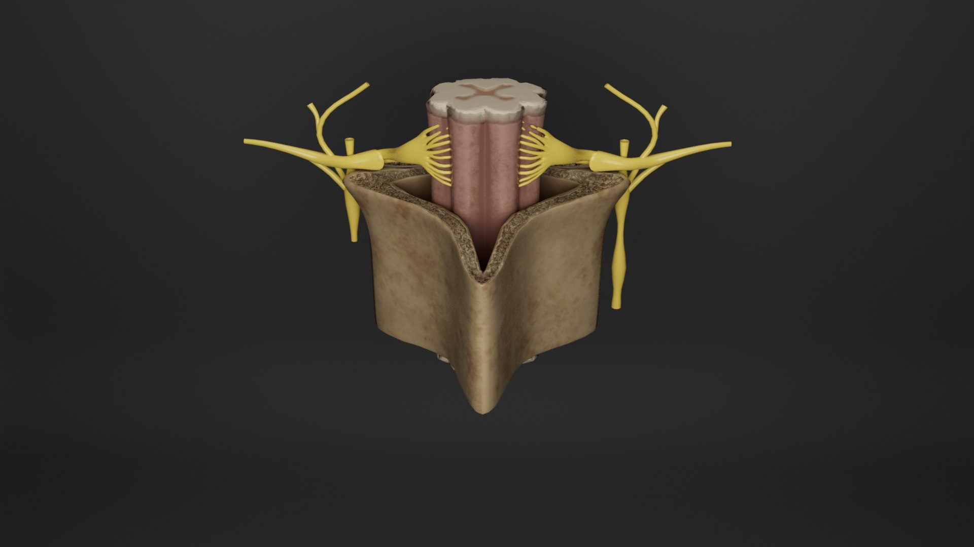 Human Anatomy-Nervous System-Spinal Nerves 3D Model - TurboSquid 2216896