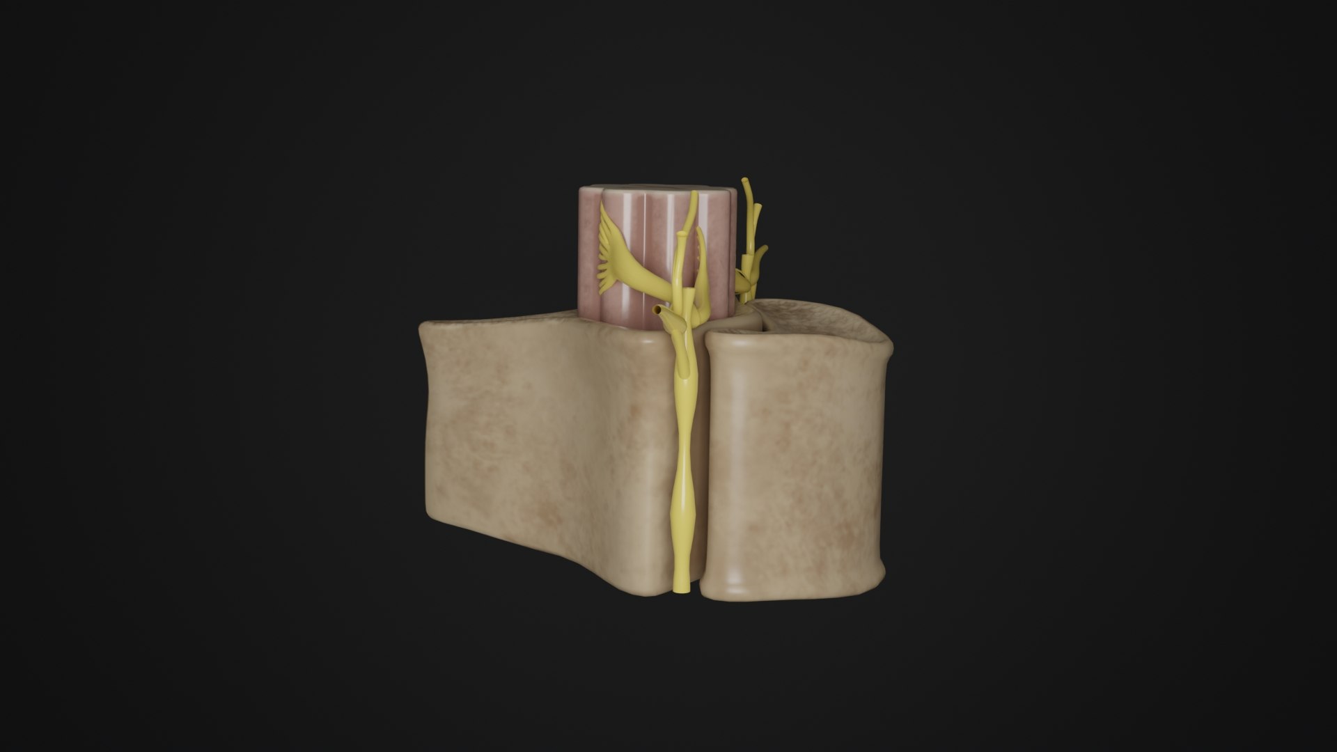 Human Anatomy-Nervous System-Spinal Nerves 3D Model - TurboSquid 2216896