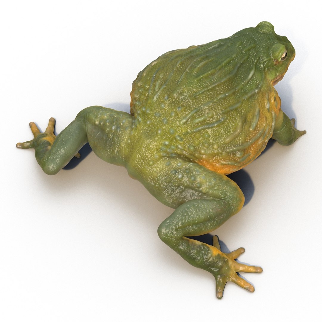 African Bullfrog Pose 2 3d Model