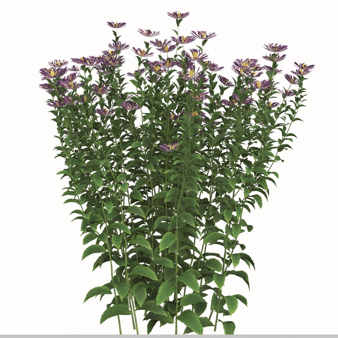 3D Set Of Aster Tataricus Or Tatarian Aster Trees Model - TurboSquid ...