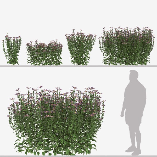 3D Set of Aster tataricus or tatarian aster Trees model - TurboSquid ...