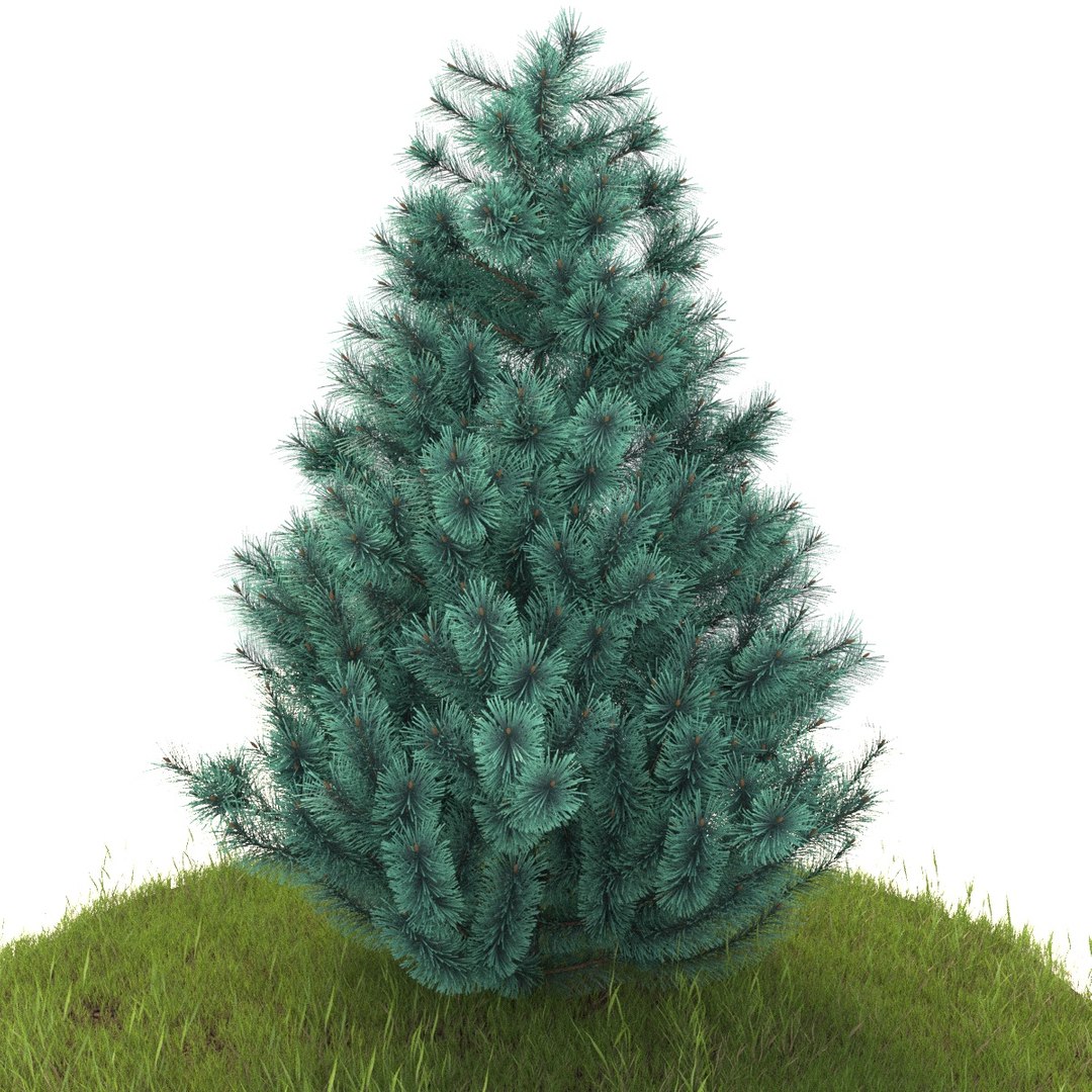 Silver Spruce 3D Model - TurboSquid 1193502