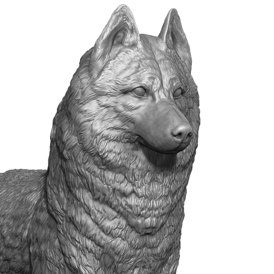 Husky Realistic 3D Model - TurboSquid 1290530