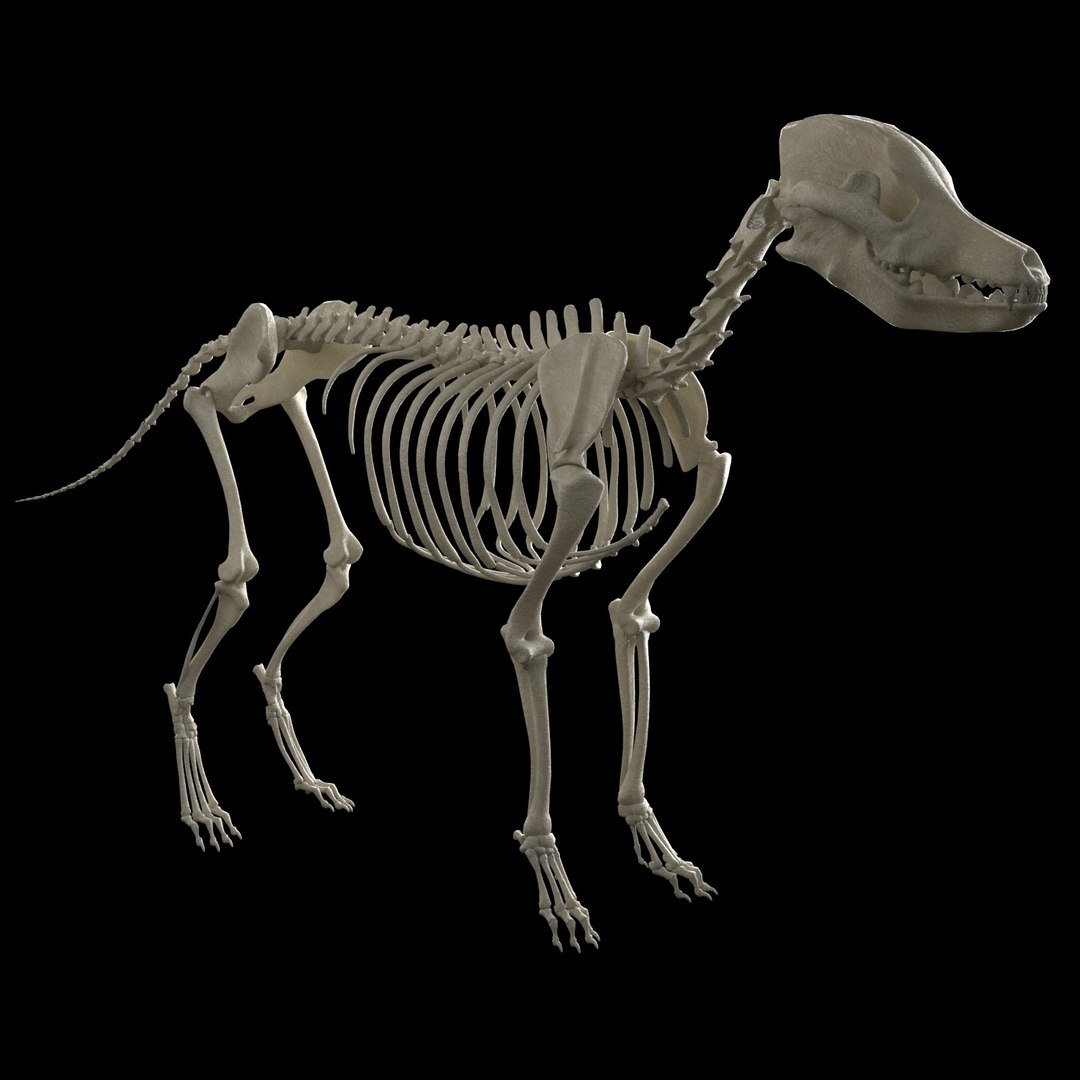 3D model dog skeleton - TurboSquid 1471843