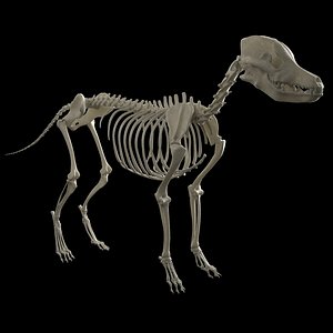 wolf skeleton 3d