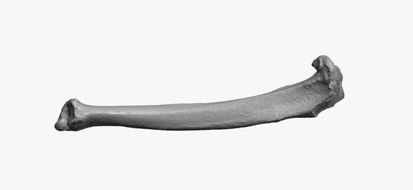 3D Pavian Monkey Male Tibia Bone 01 RAW Scan - TurboSquid 1715478
