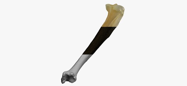 3D Pavian Monkey Male Tibia Bone 01 RAW Scan - TurboSquid 1715478