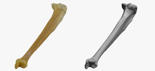 3D Pavian Monkey Male Tibia Bone 01 RAW Scan - TurboSquid 1715478