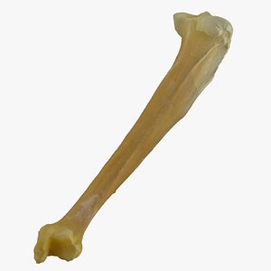 Real Human Tibia