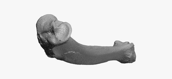3D Pavian Monkey Male Tibia Bone 01 RAW Scan - TurboSquid 1715478