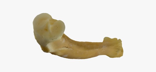 3D Pavian Monkey Male Tibia Bone 01 RAW Scan - TurboSquid 1715478