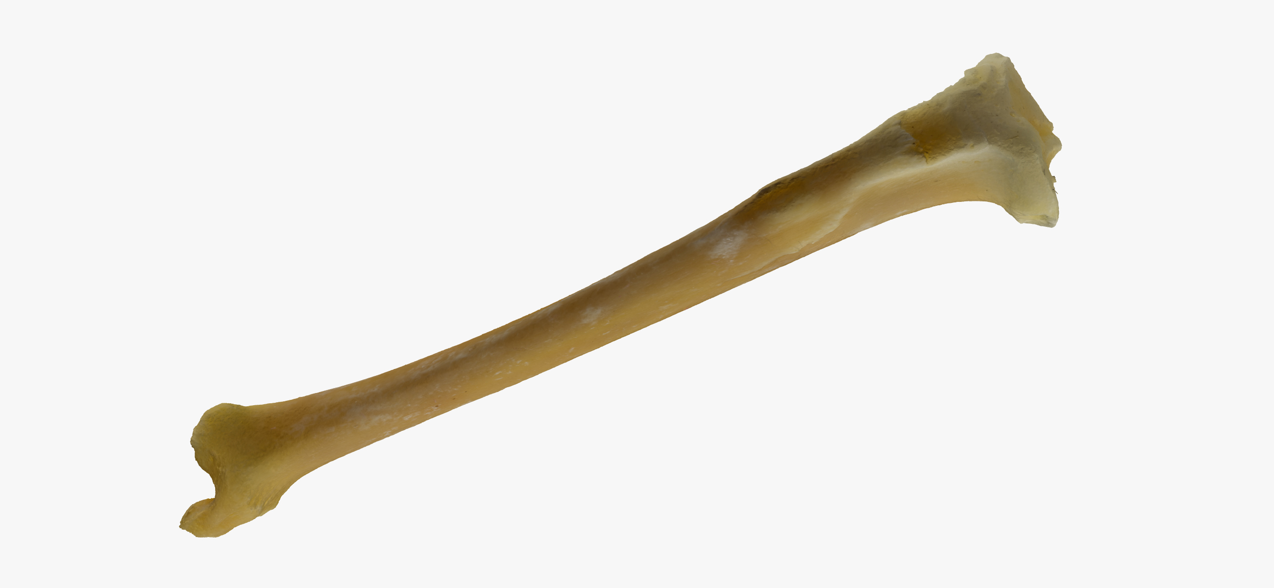 3D Pavian Monkey Male Tibia Bone 01 RAW Scan - TurboSquid 1715478