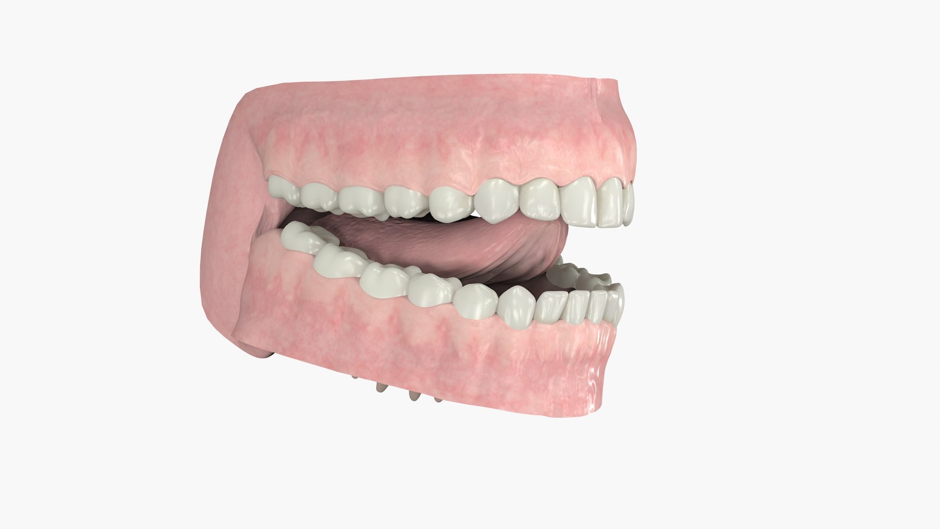 Realistic Gums Teeth Dentition 3D Model - TurboSquid 1527774
