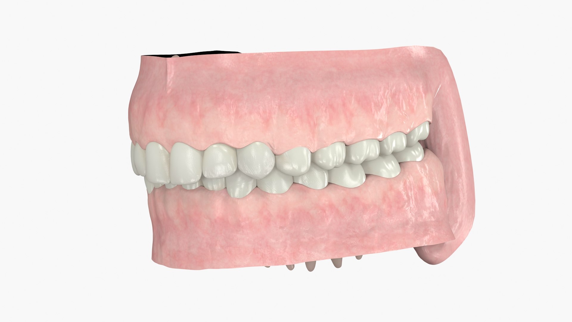 Realistic Gums Teeth Dentition 3D Model - TurboSquid 1527774