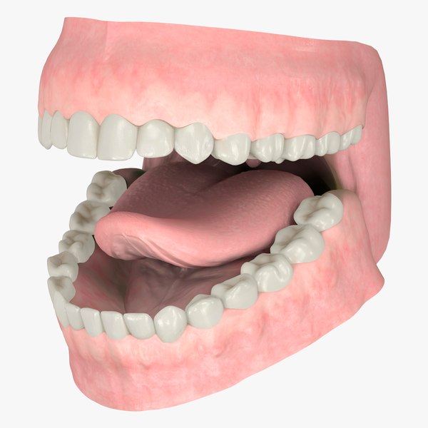 3D Maxilla Models | TurboSquid
