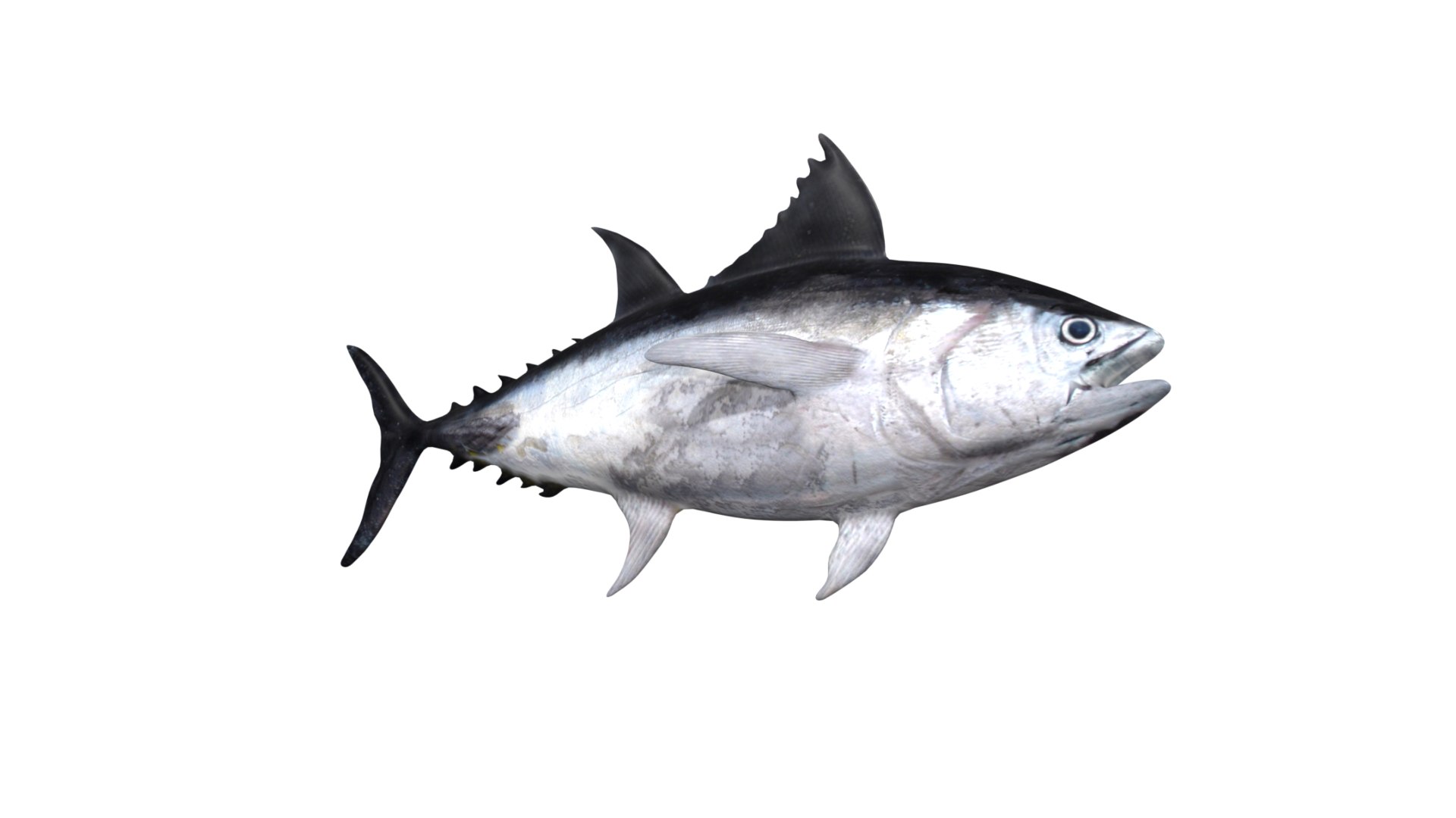 Tuna Fish 3D Model - TurboSquid 1774759