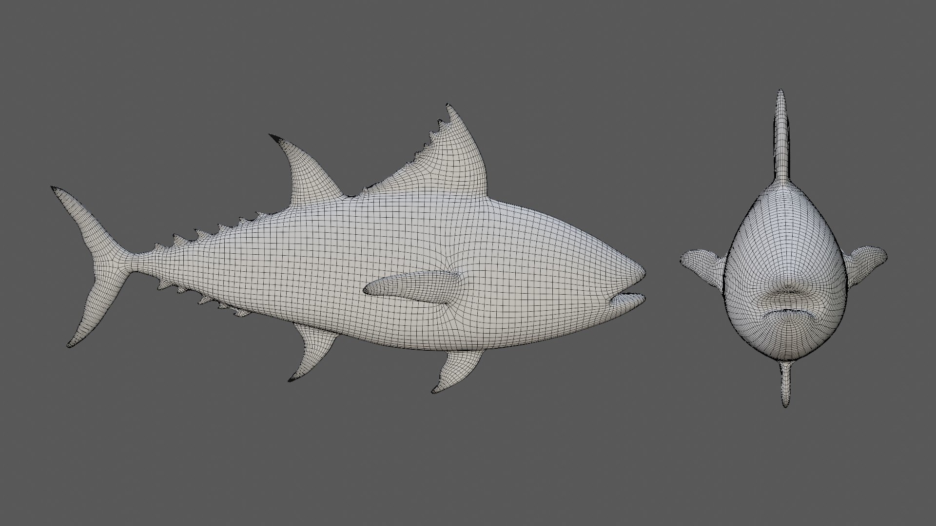 Tuna Fish 3D Model - TurboSquid 1774759