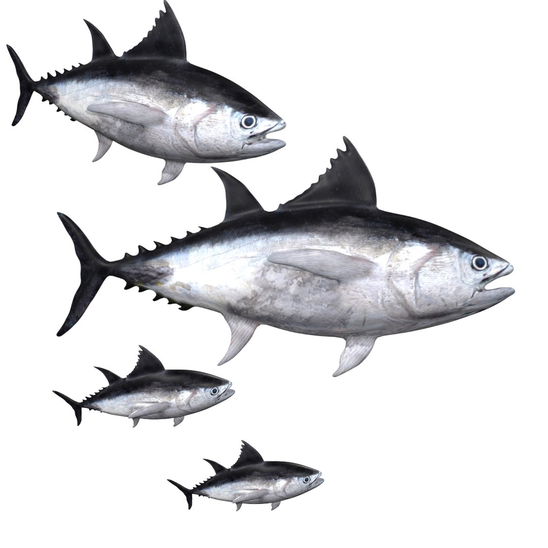 Tuna Fish 3D Model - TurboSquid 1774759