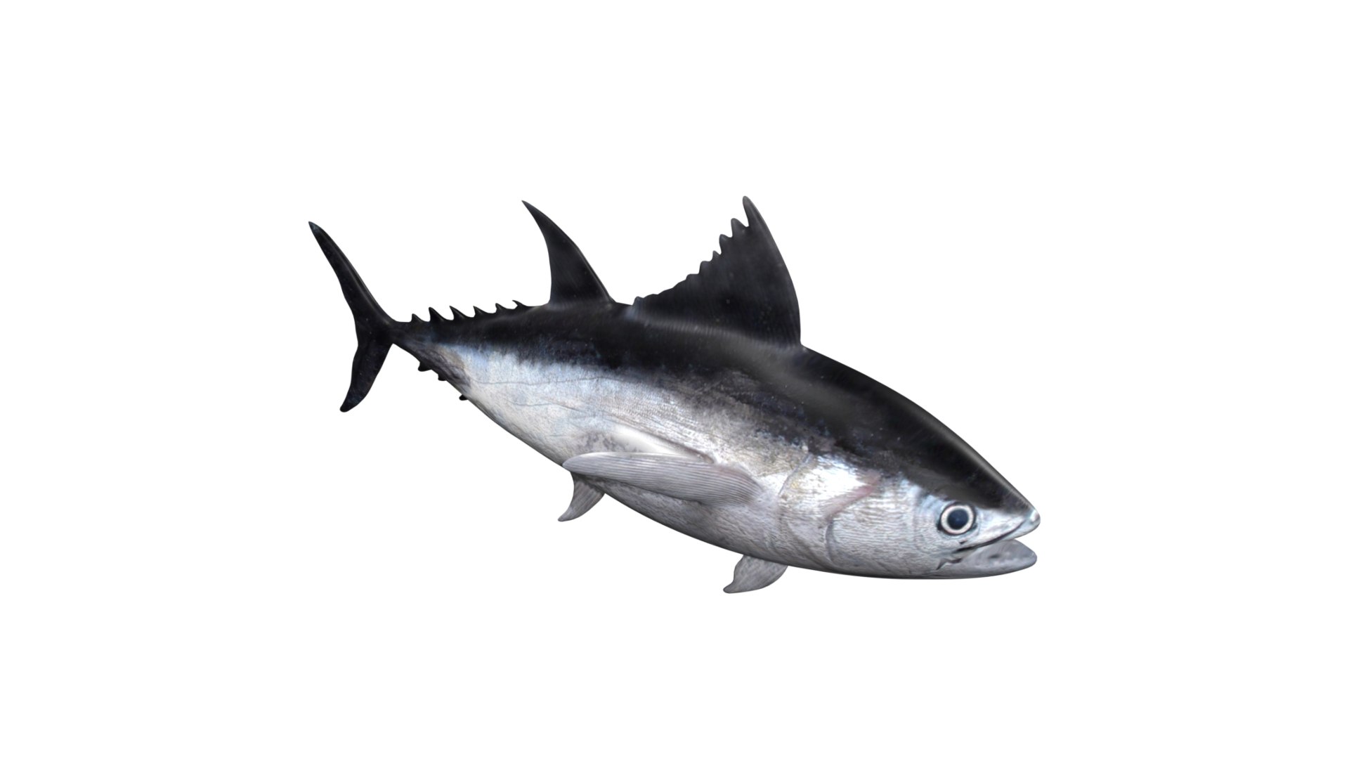 Tuna Fish 3D Model - TurboSquid 1774759