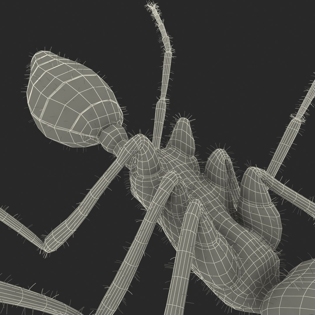 3dsmax Army Ant Fur