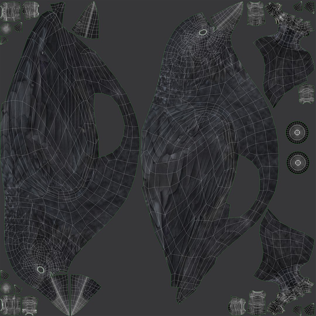 Raven Collection 3D model - TurboSquid 1834421