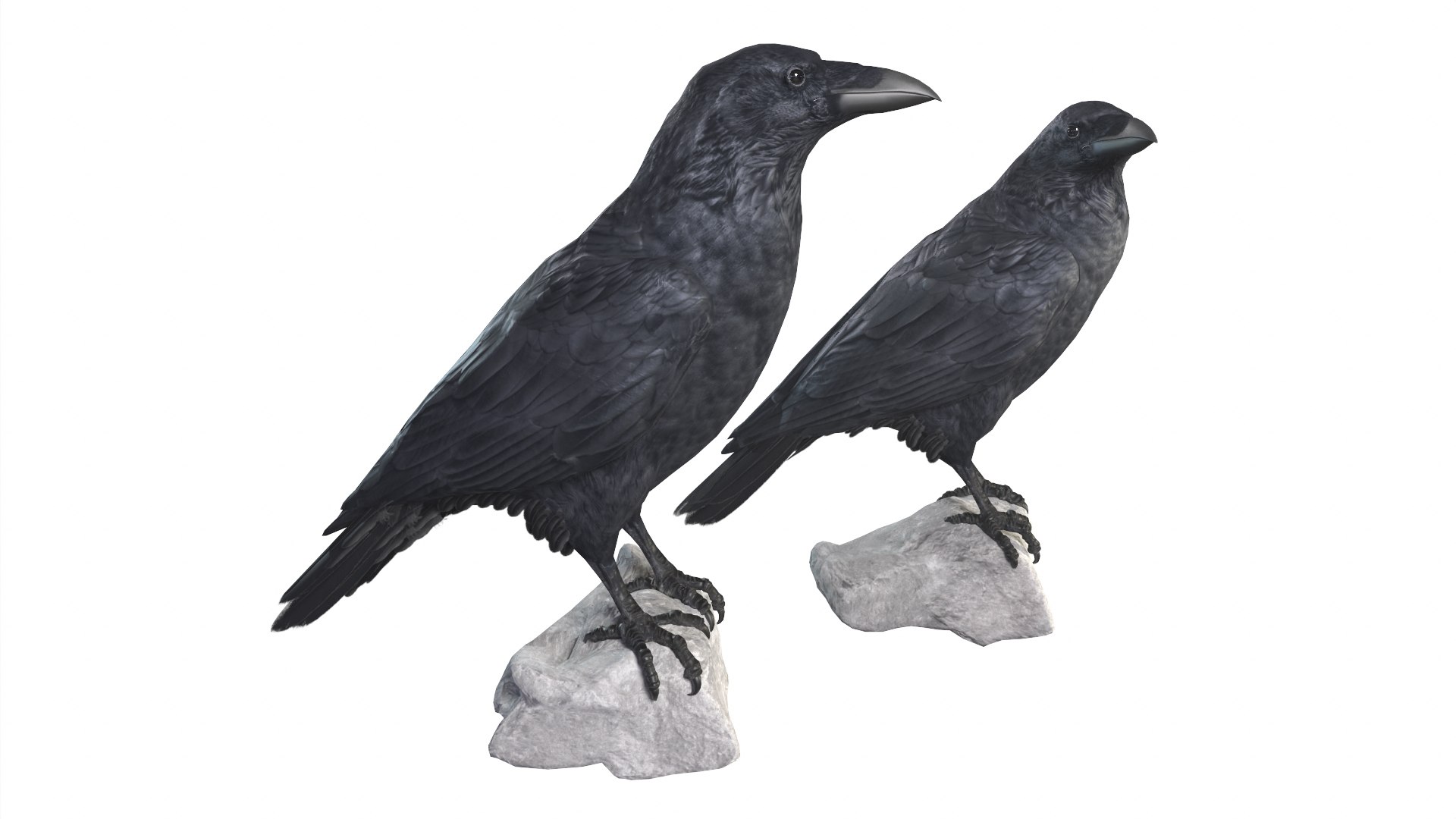 Raven Collection 3D model - TurboSquid 1834421