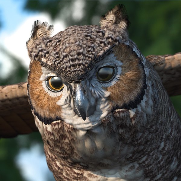 Owl 3D Models for Download | TurboSquid
