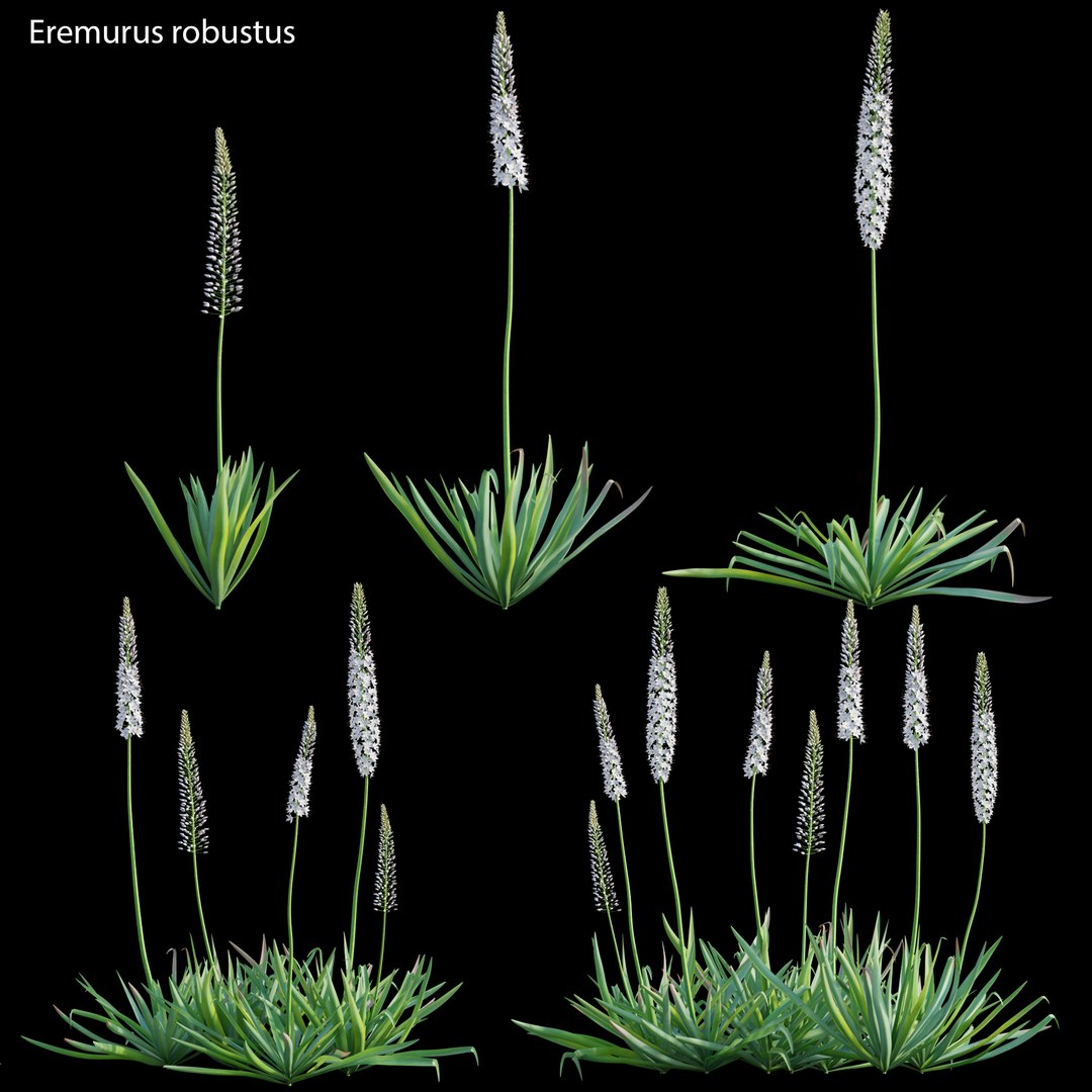3D Eremurus Robustus - Foxtail Lily - TurboSquid 2062901