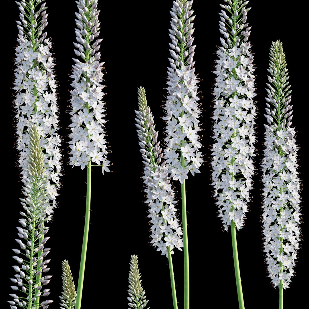 3D Eremurus Robustus - Foxtail Lily - TurboSquid 2062901