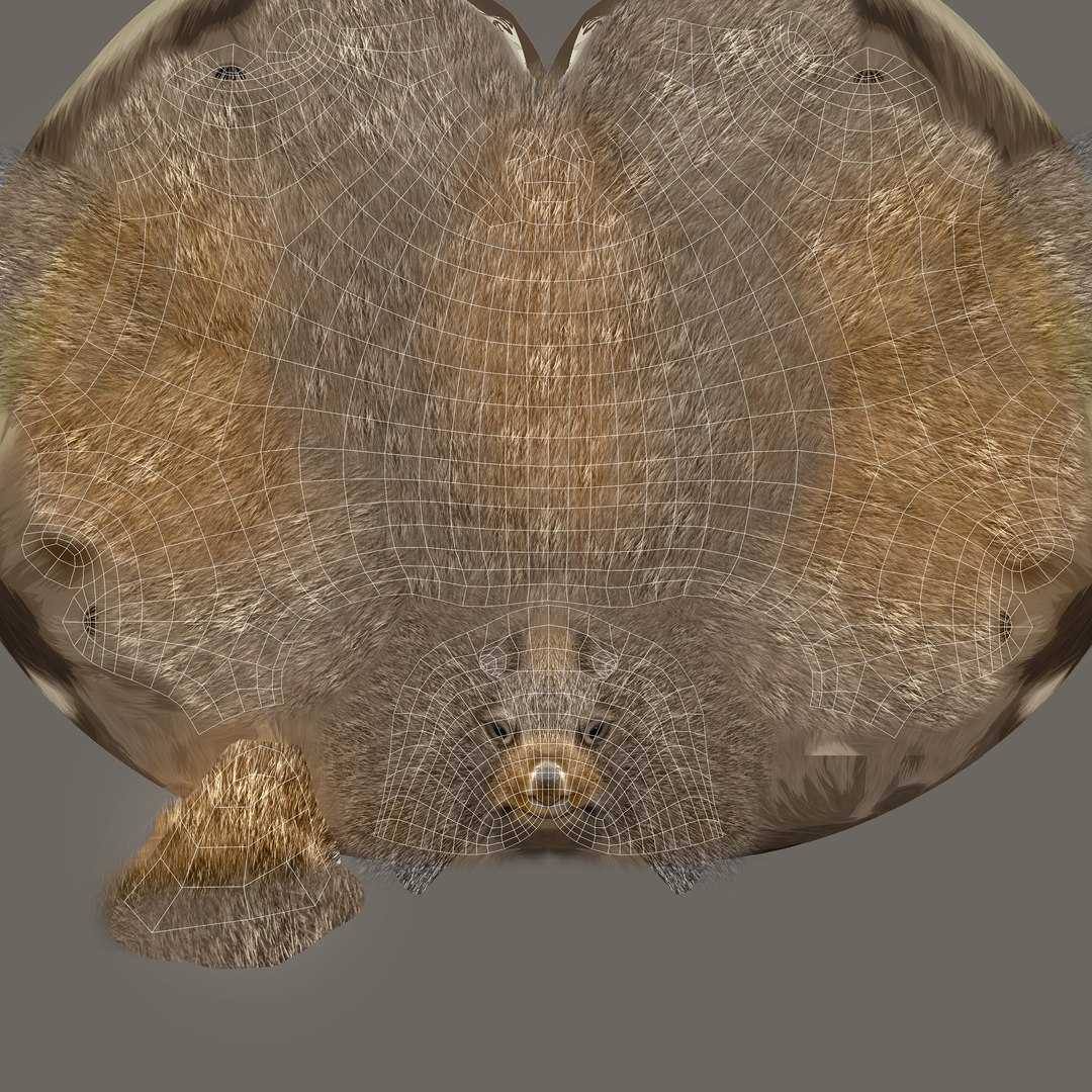 Wombat 3D - TurboSquid 1741318