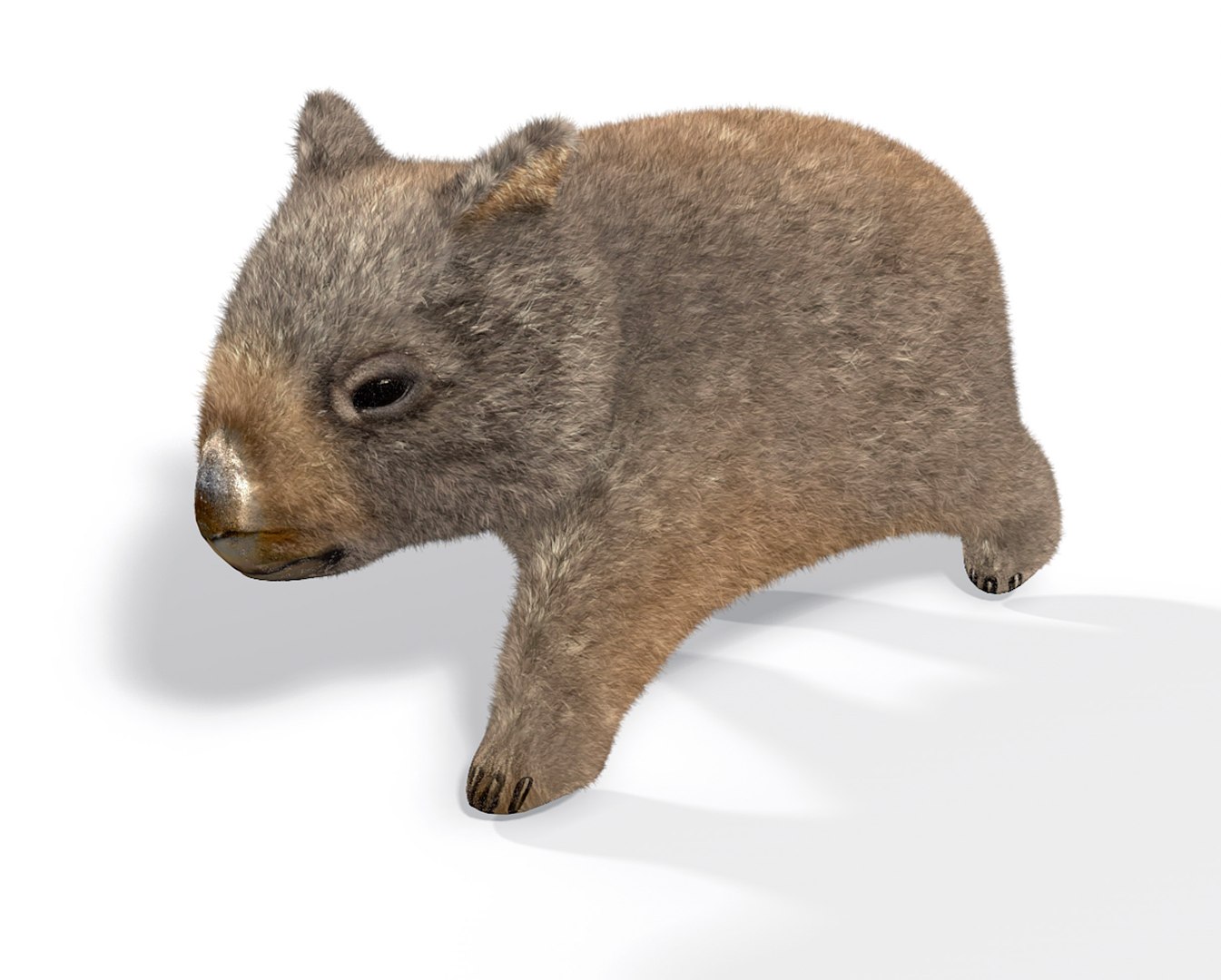 Wombat 3D - TurboSquid 1741318