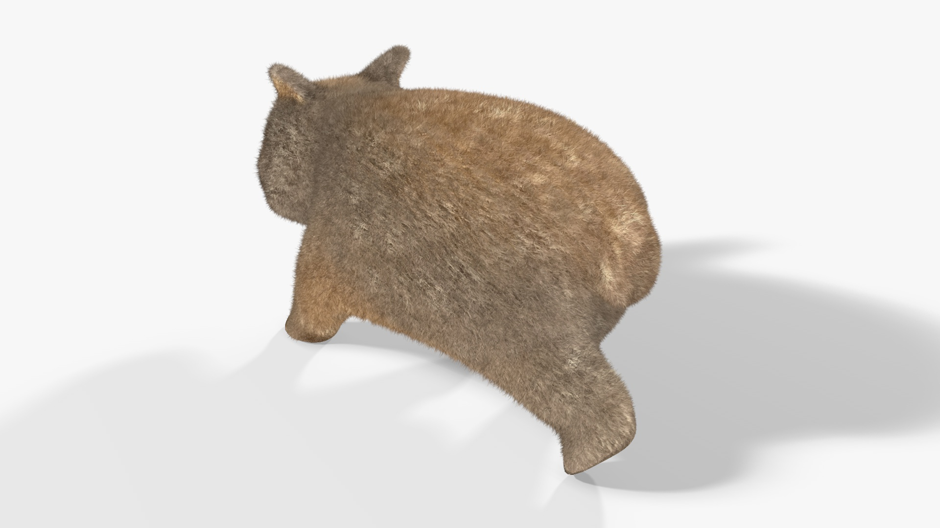 Wombat 3D - TurboSquid 1741318