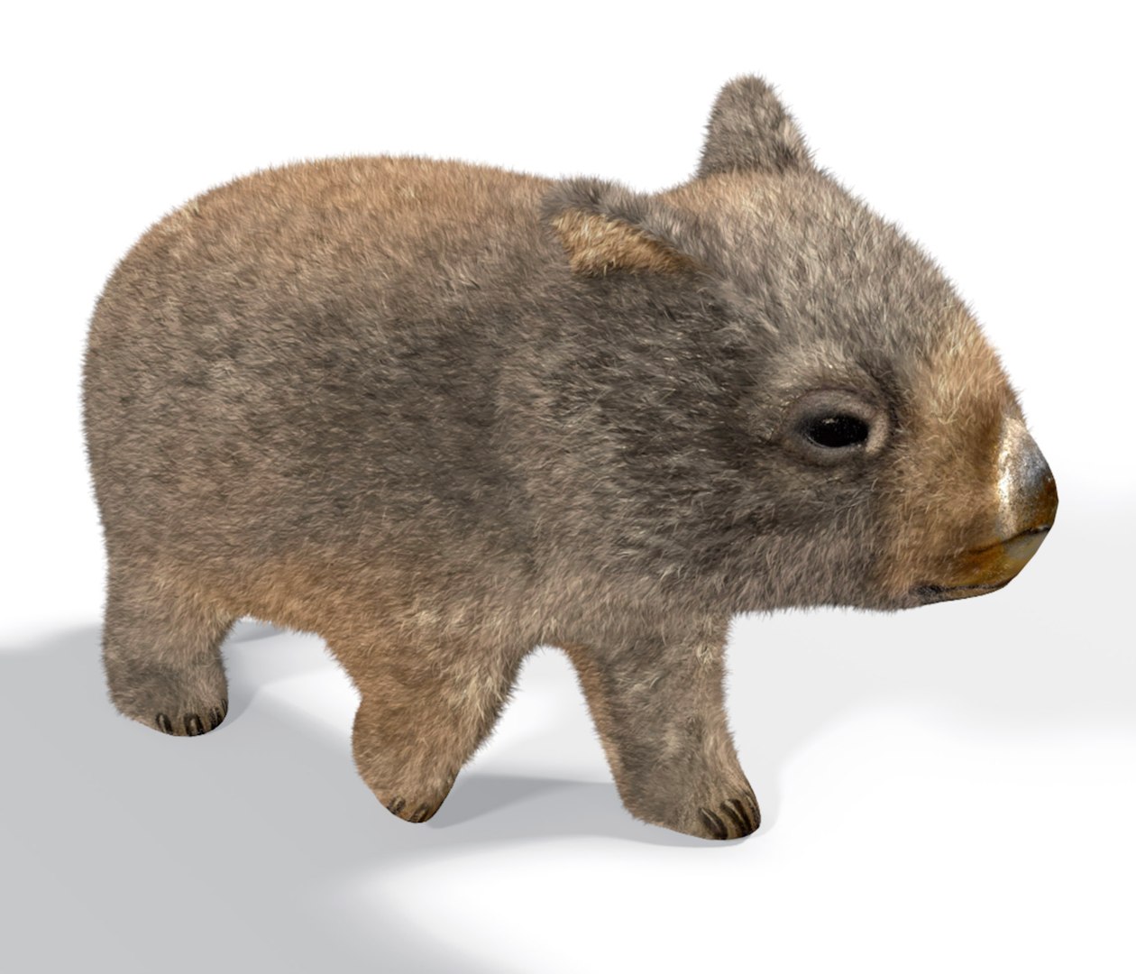 Wombat 3D - TurboSquid 1741318
