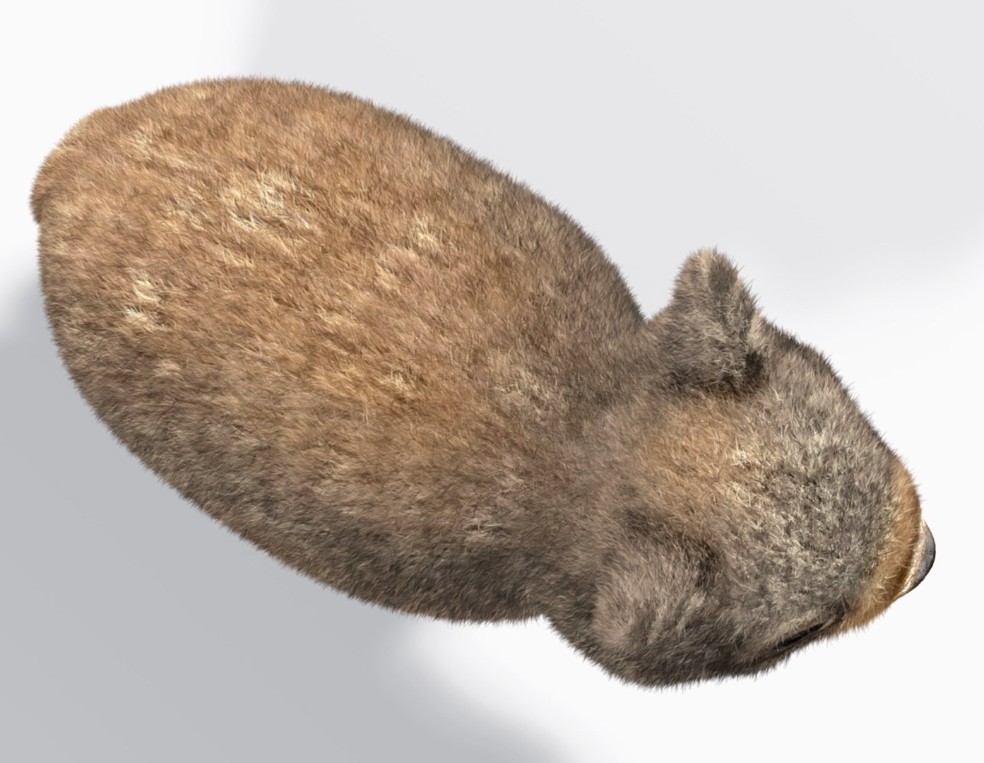 Wombat 3D - TurboSquid 1741318