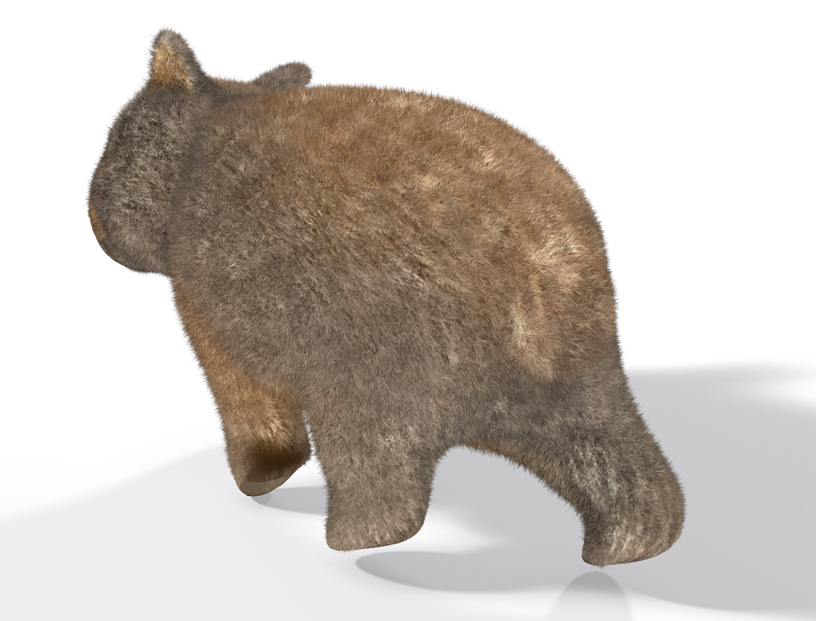 Wombat 3D - TurboSquid 1741318