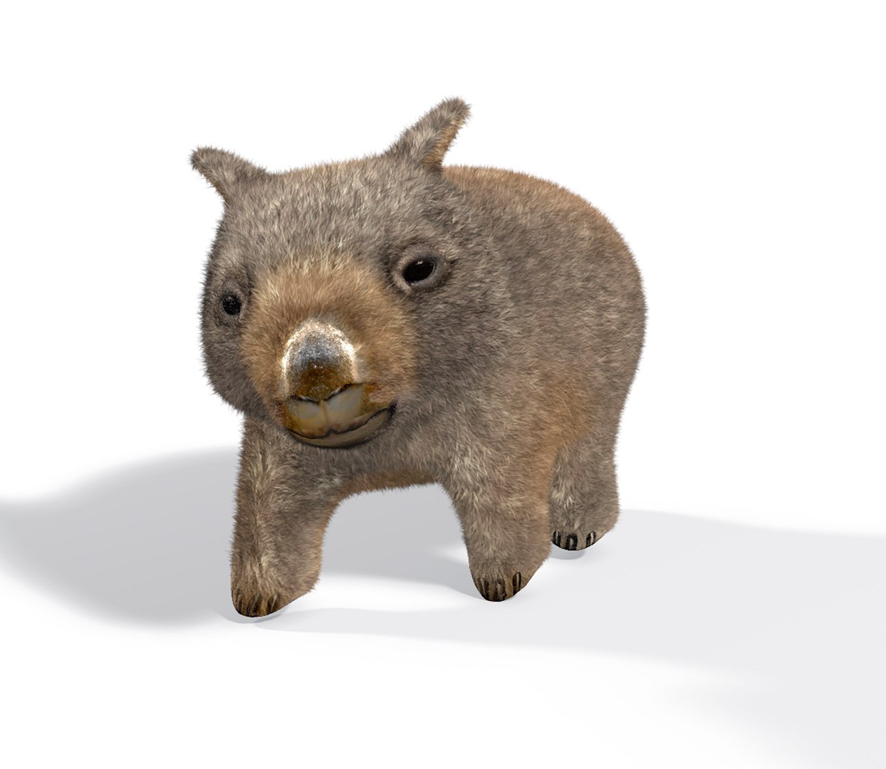 Wombat 3D - TurboSquid 1741318
