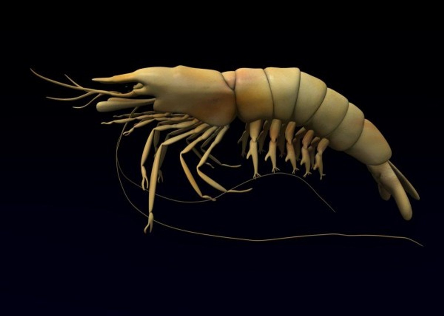 prawn 3d model