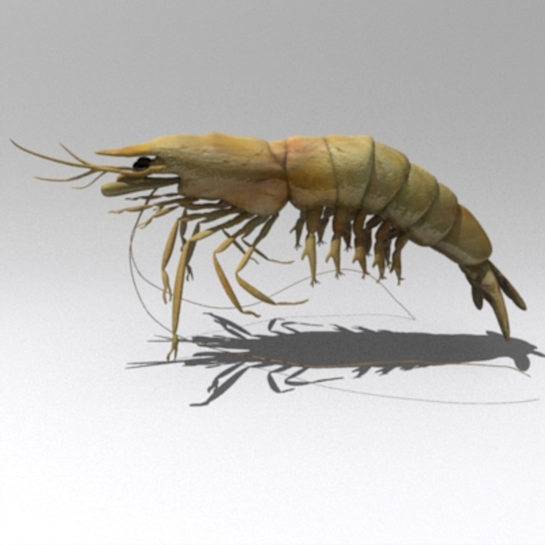 prawn 3d model