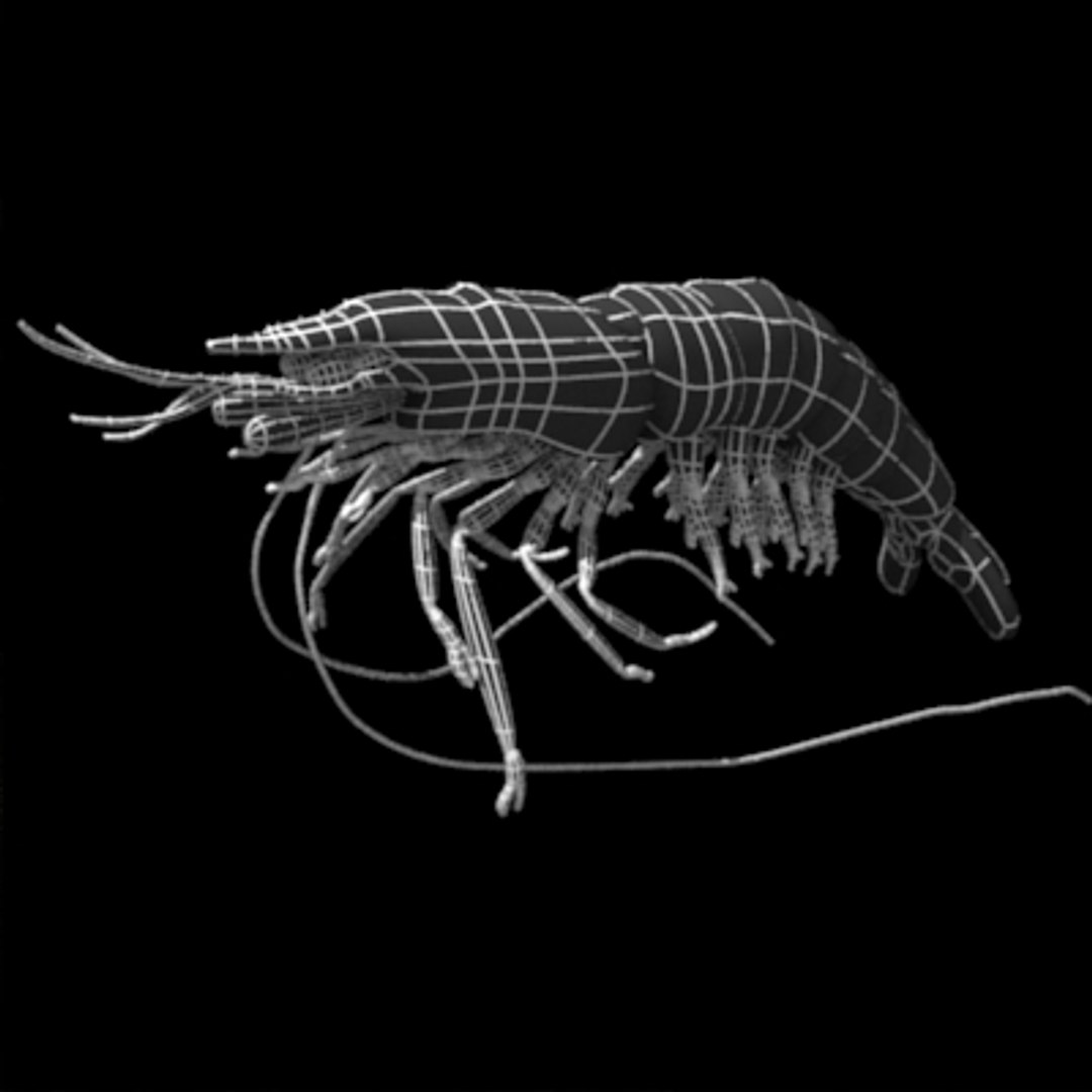prawn 3d model