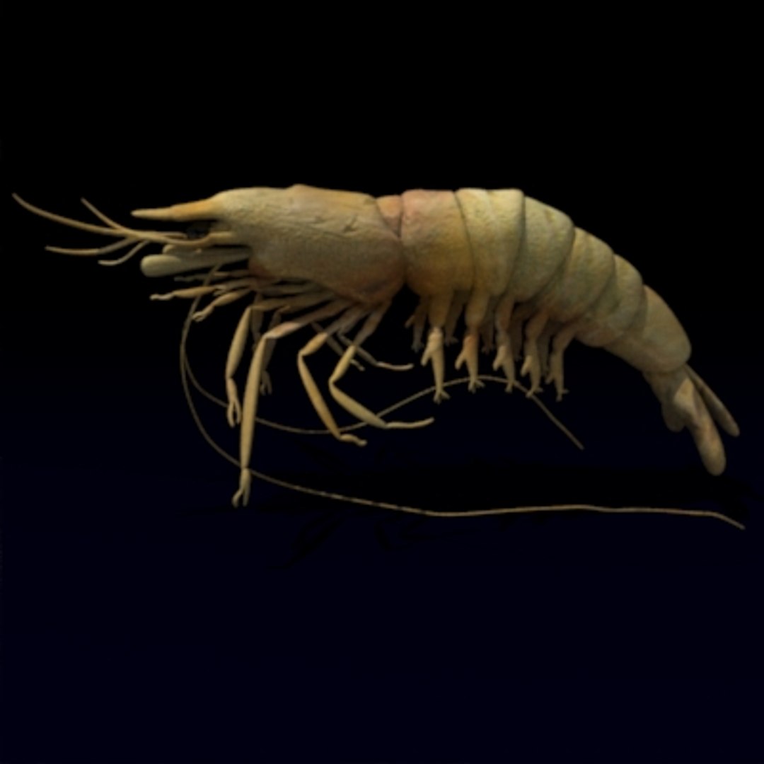 prawn 3d model