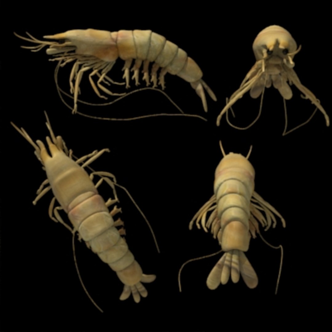 prawn 3d model