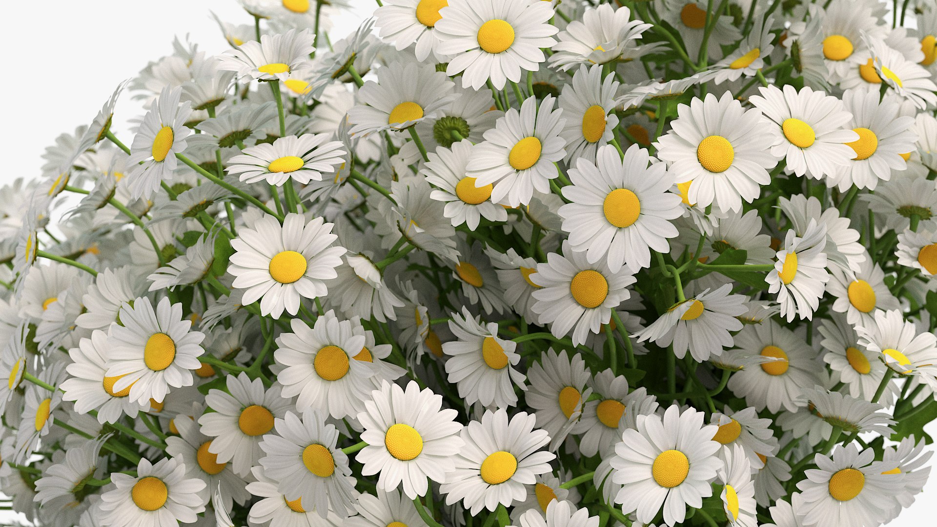 3D Chamomile Model - TurboSquid 1602336